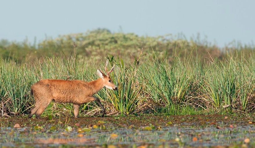 Un lugar a descubrir: la reserva Delta del Paraná - Info360